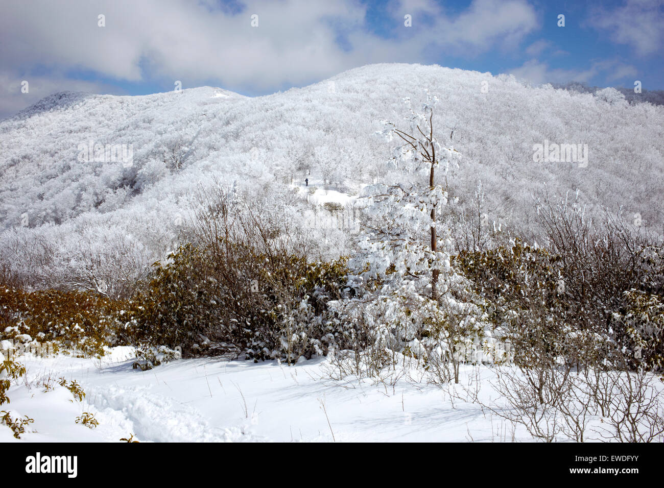 Fresh snow covers trees in the Great Smokey Mountains Stock Photo - Alamy