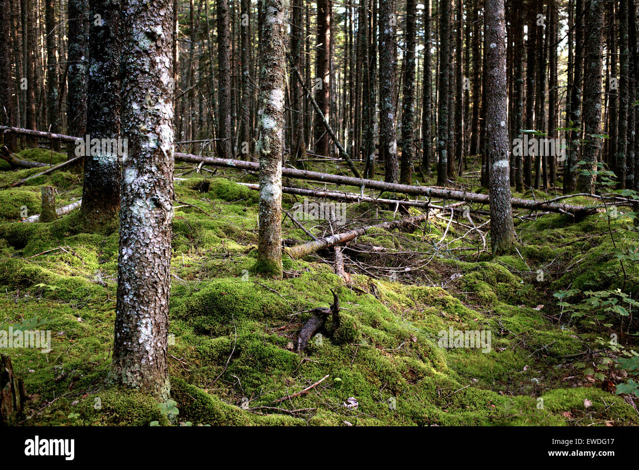 Mossy field next to the Appalachian Trail Stock Photo - Alamy