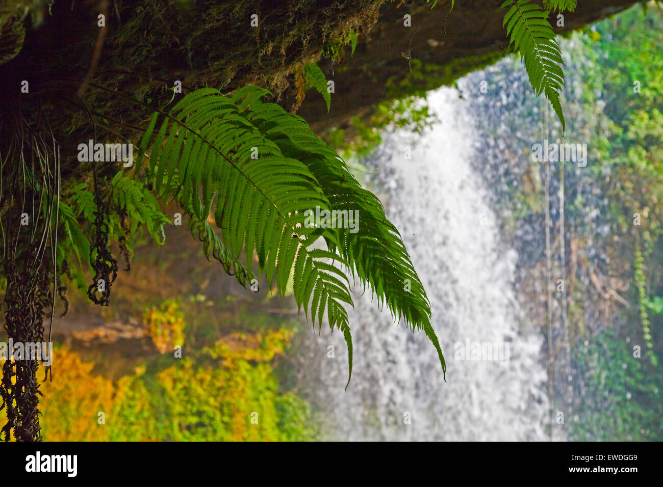 Ferns waterfall fern hi-res stock photography and images - Alamy