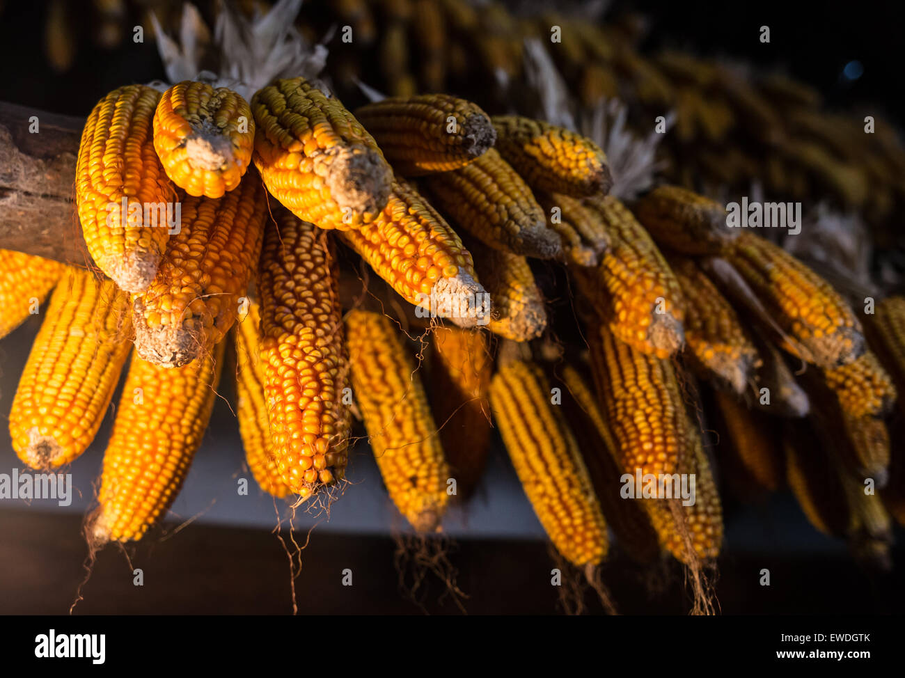 Corn in a cottage Stock Photo - Alamy