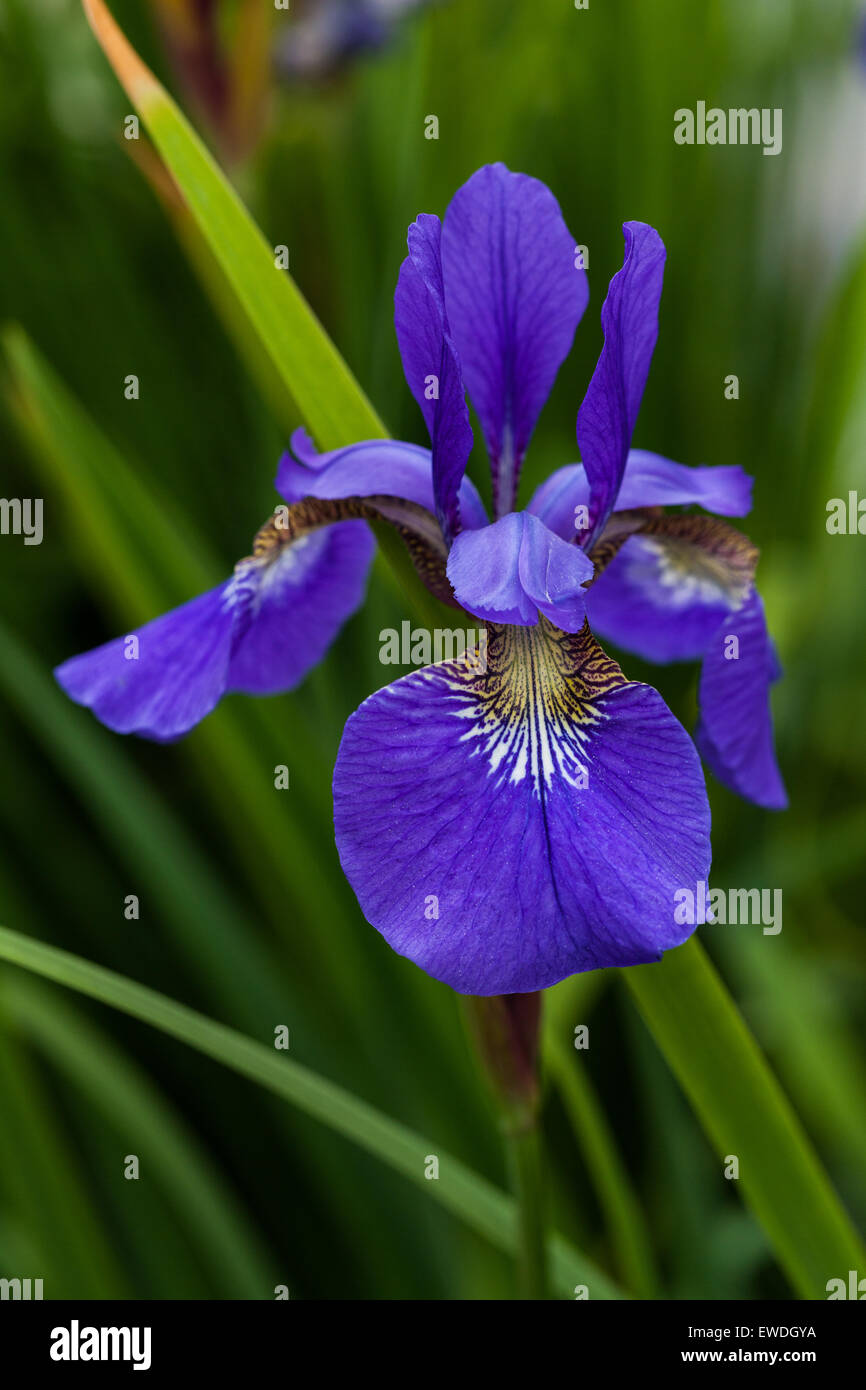 Flower of a blue Iris plant Stock Photo - Alamy