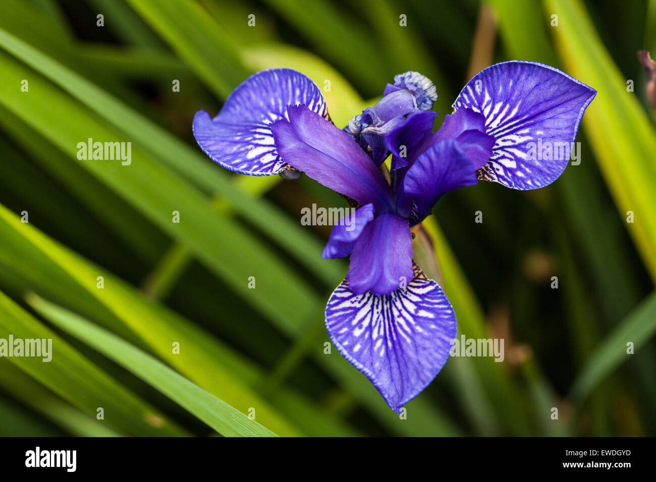 Flower of a blue Iris plant Stock Photo - Alamy
