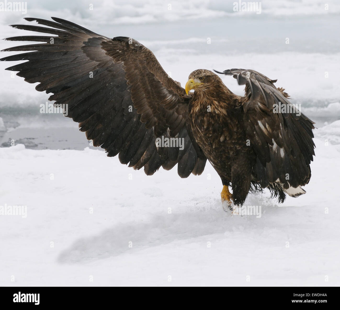 White-tailed Eagle on the drifting ice at Nemuro Strait a few miles ...