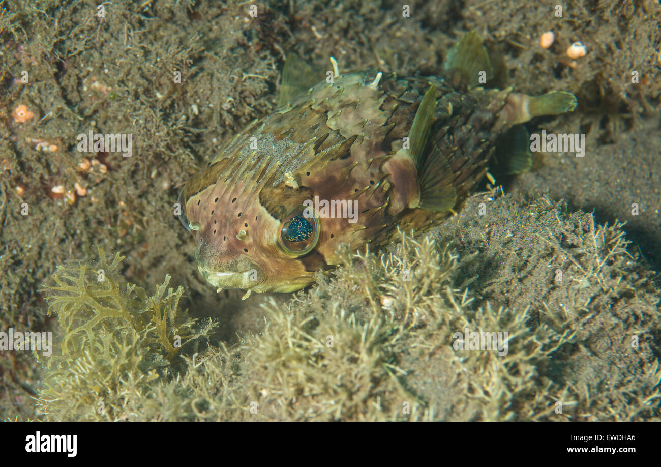 Long Spine Porcupinefish Stock Photos & Long Spine Porcupinefish Stock ...