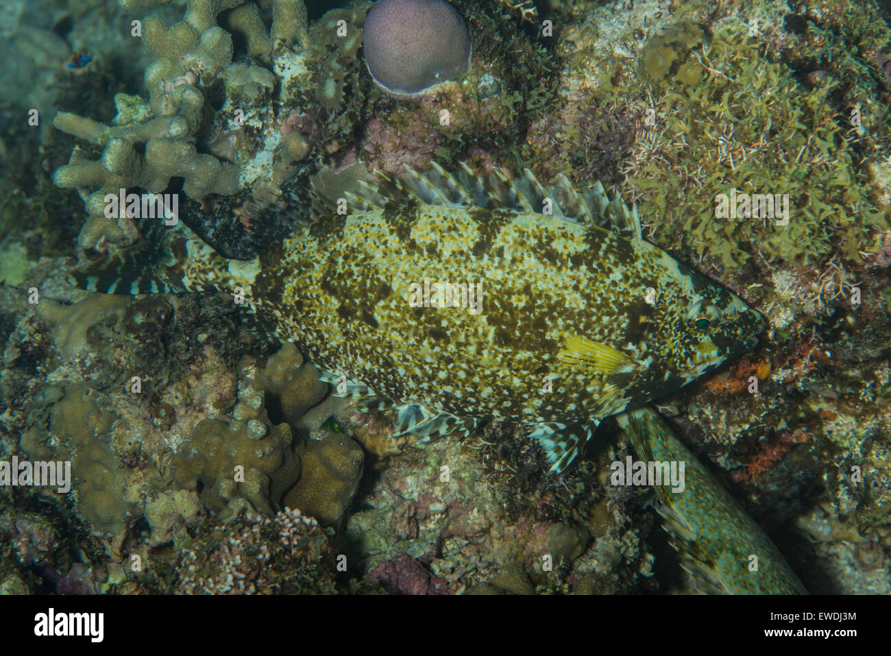 Rabbit fish hi-res stock photography and images - Alamy
