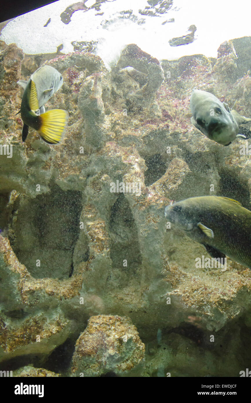 Brown meagre and golden grouper on display at the Cretaquarium near ...