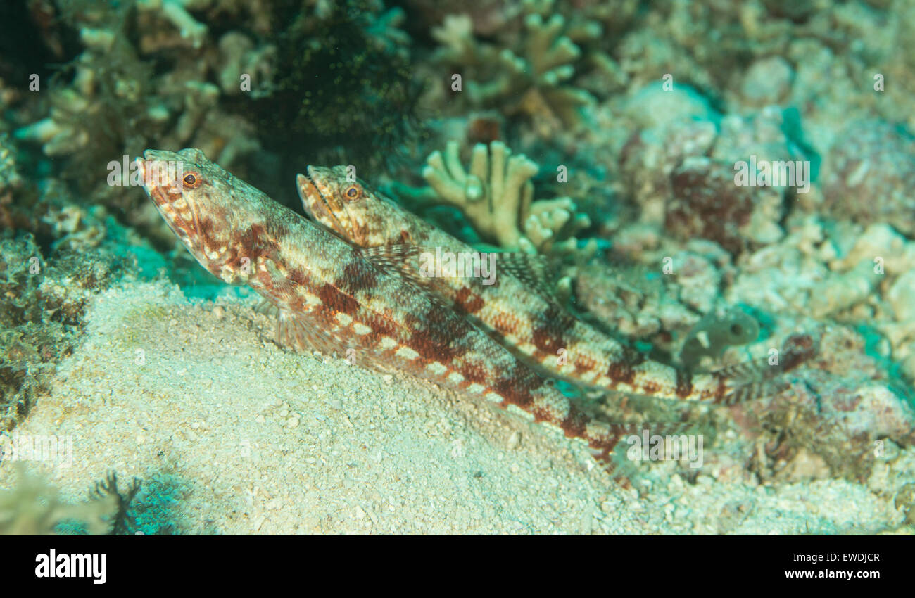 Two reef lizardfish sitting on the ocean floor Stock Photo - Alamy