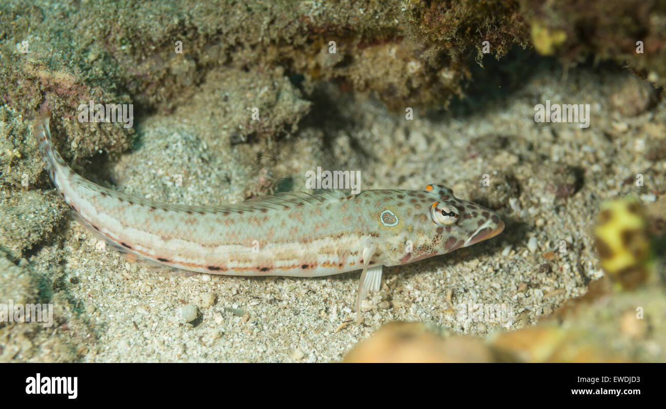 Reef lizardfish on the ocean floor Stock Photo - Alamy