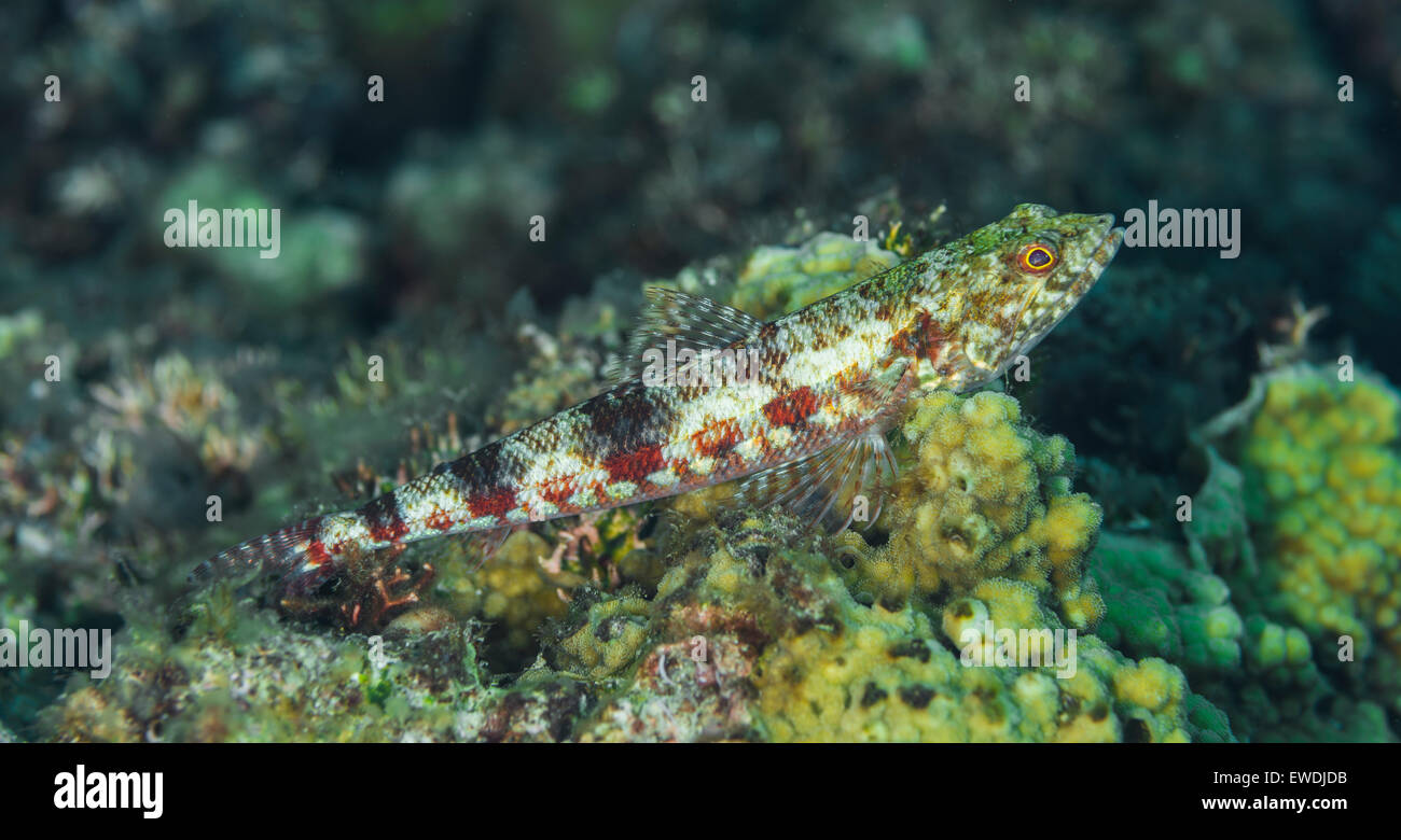 Reef lizardfish on a coral Stock Photo - Alamy