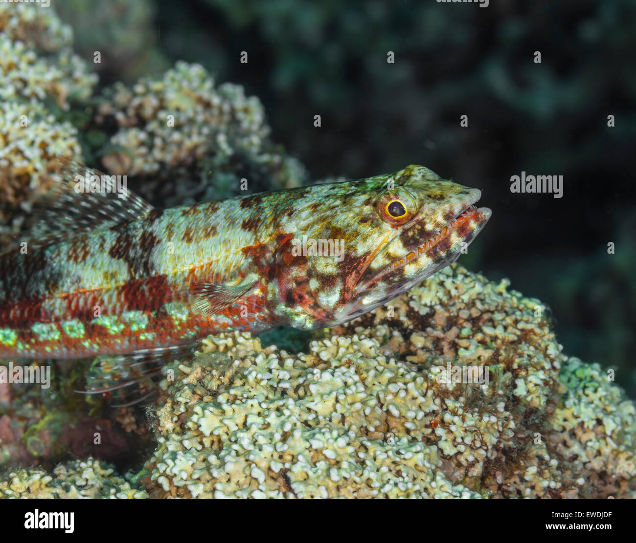 Reef lizardfish on ocean hi-res stock photography and images - Alamy
