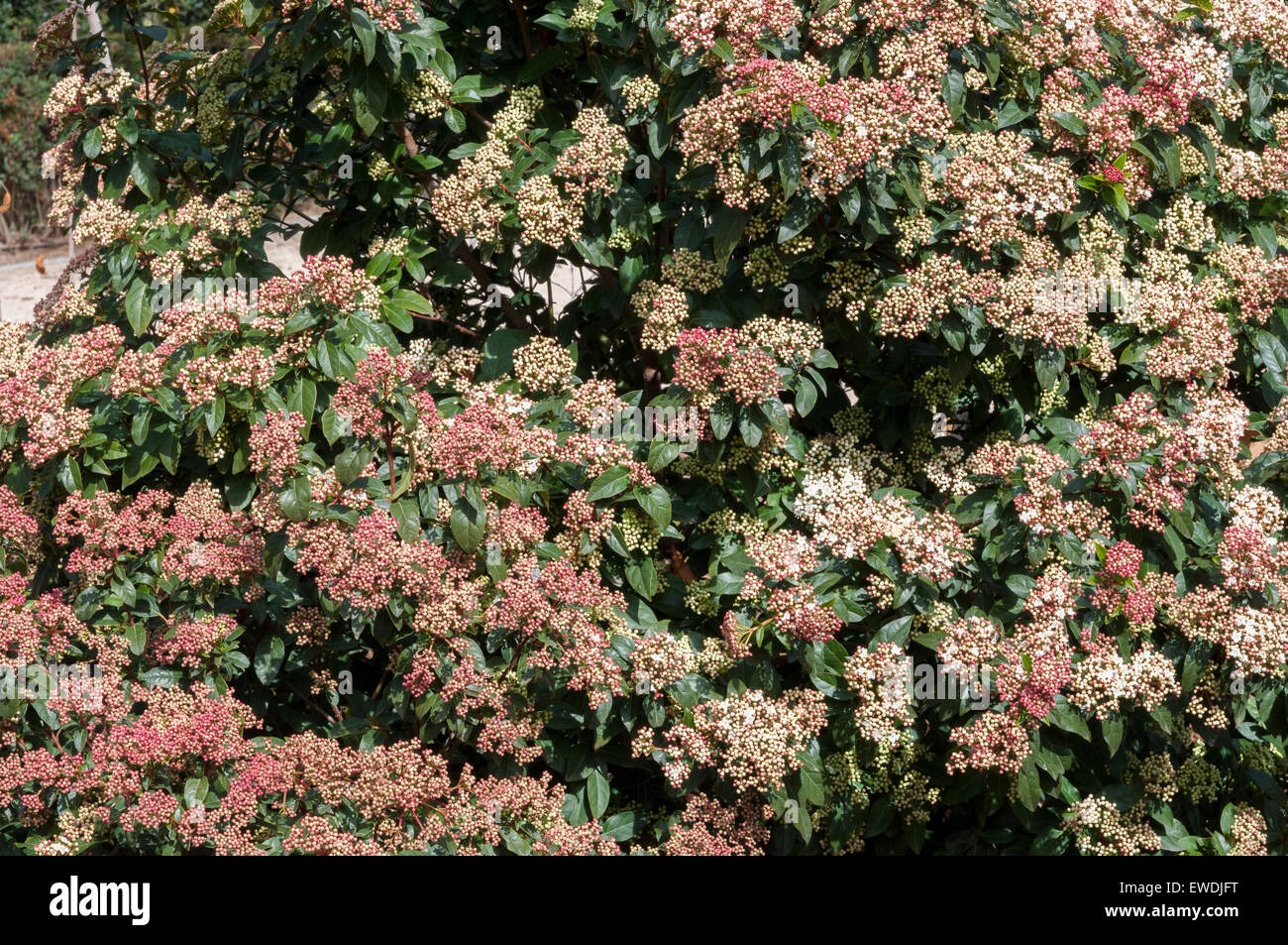 Leaves and flowers of Laurustinus, Viburnum tinus Stock Photo - Alamy