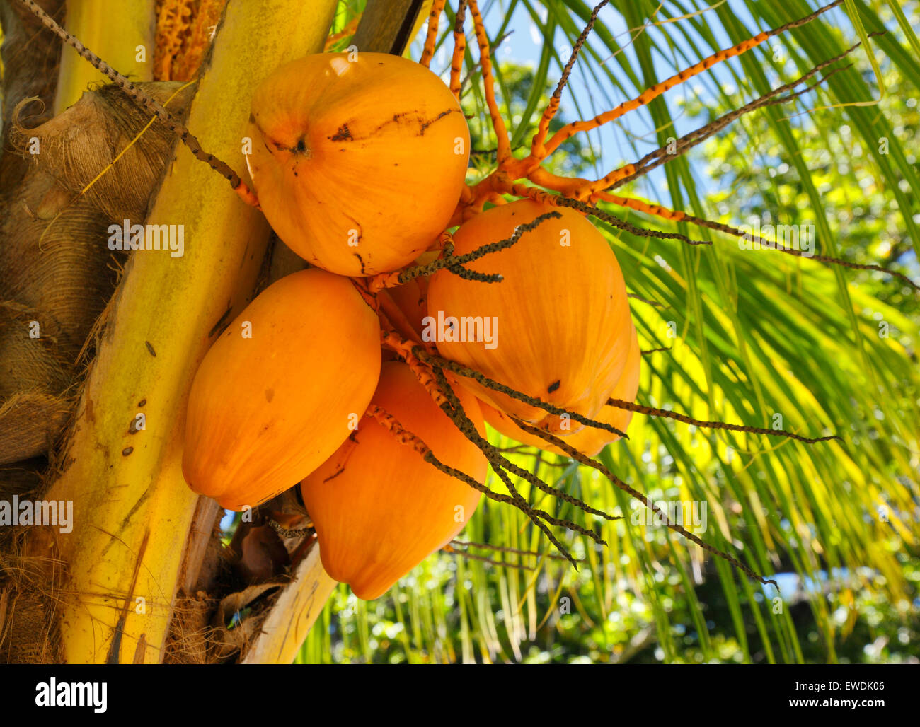 Close up coconut palm tree hi-res stock photography and images - Alamy