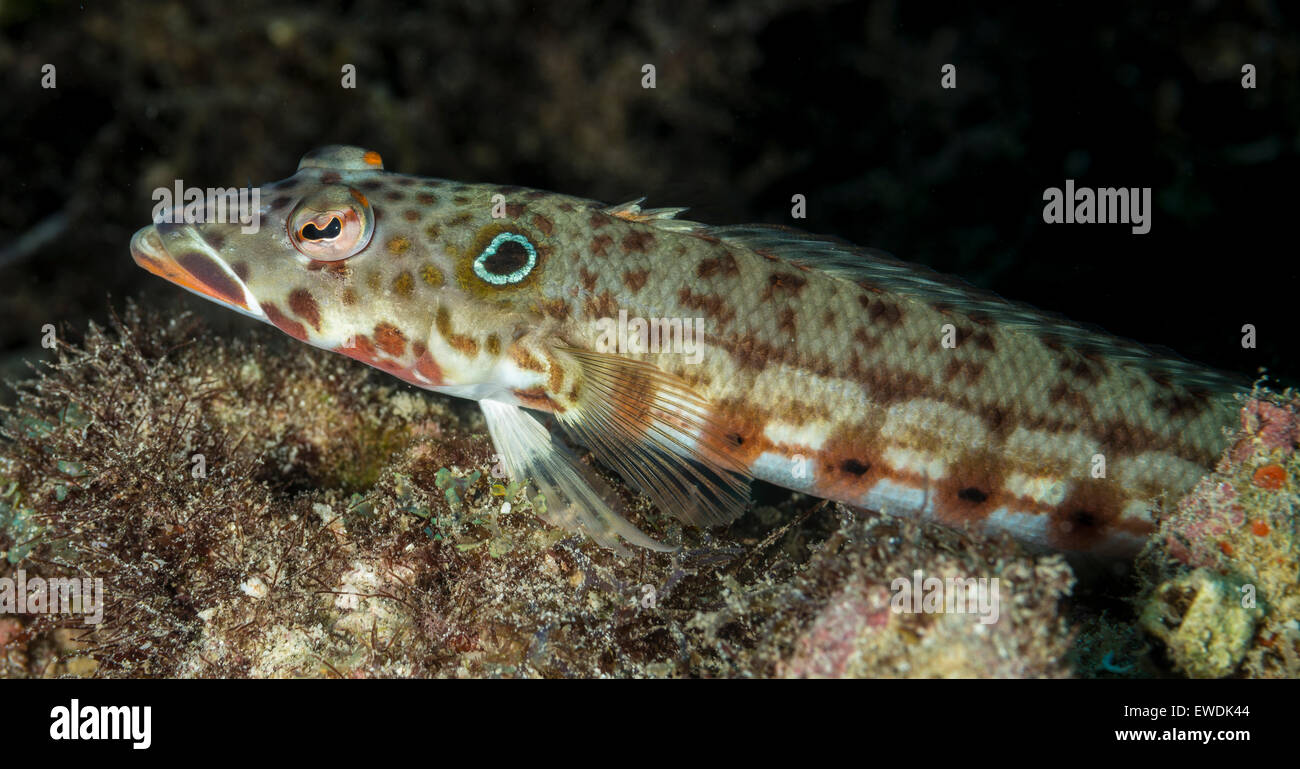 Sandperch on a coral Stock Photo - Alamy