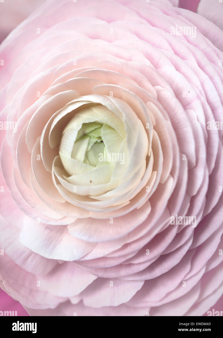 Ranunculus Flower Head Stock Photo - Alamy