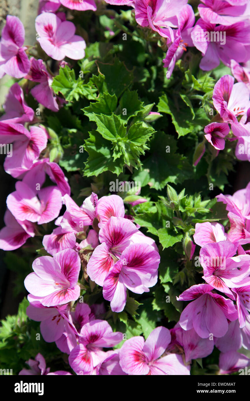 Pink Geranium Plant - UK Stock Photo - Alamy