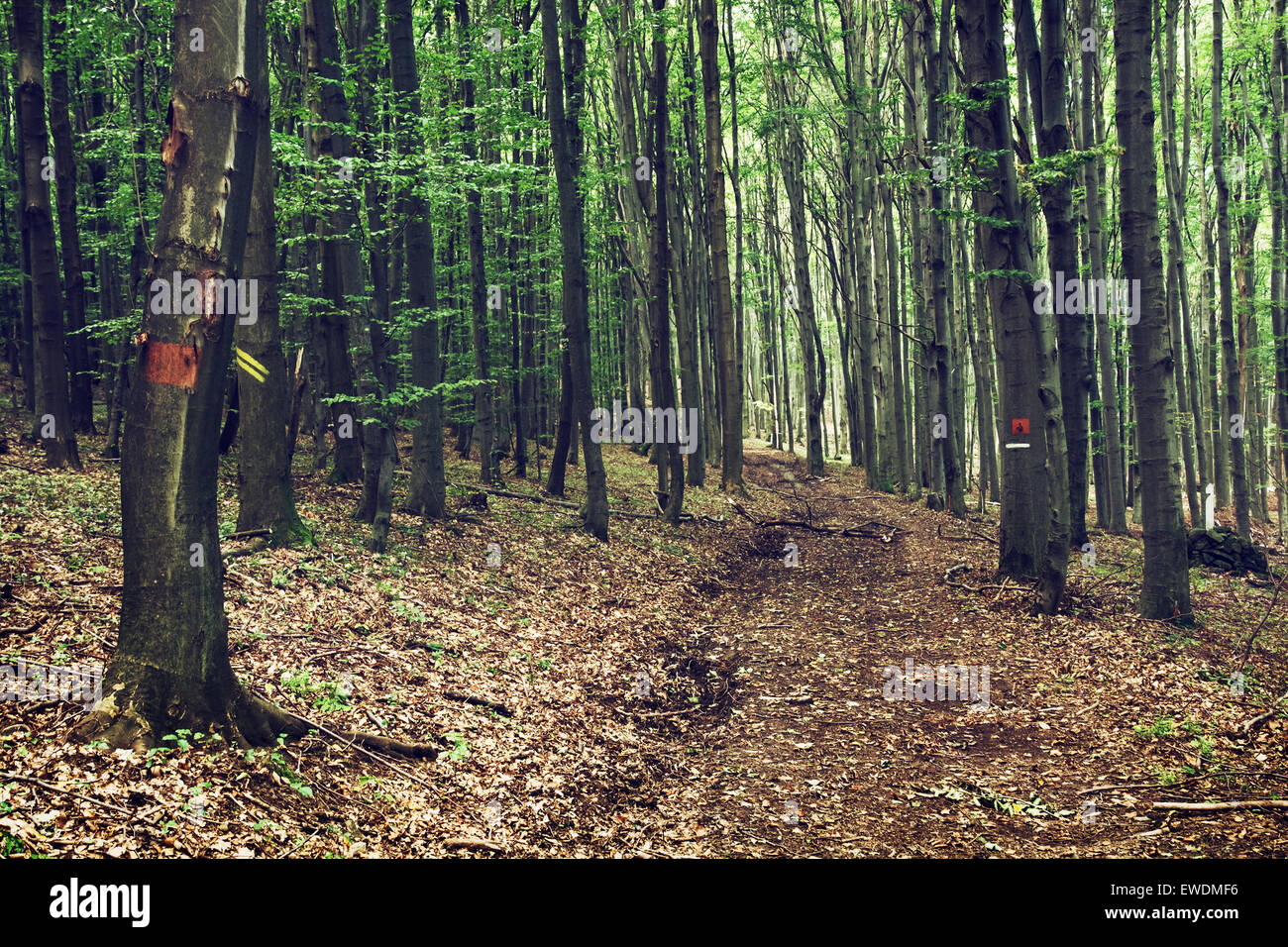 European deciduous forest. Footpath in mountains. Hiking theme Stock ...