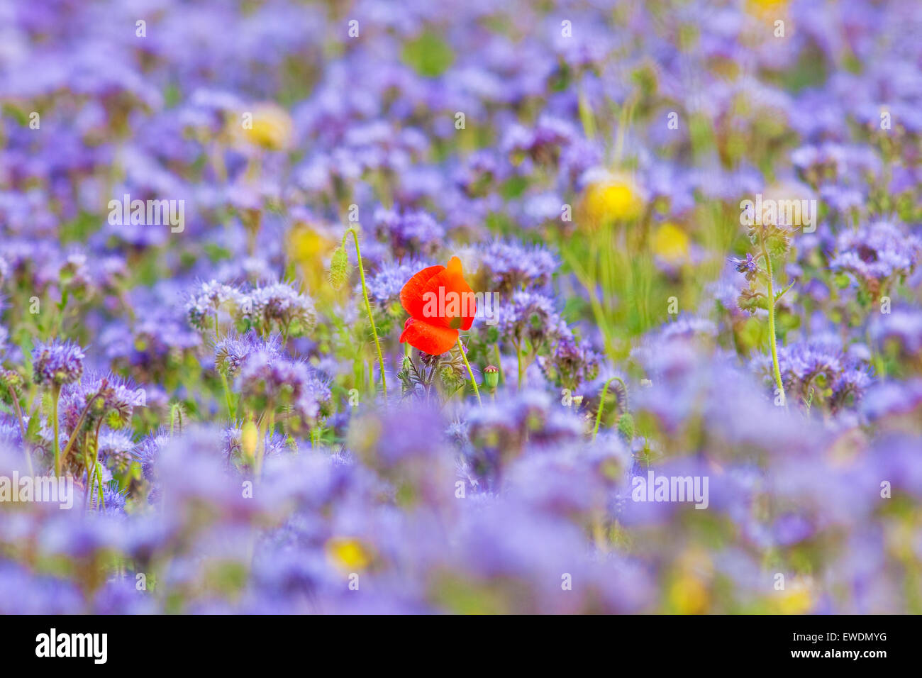 Green agriculture poppy field hi-res stock photography and images - Alamy
