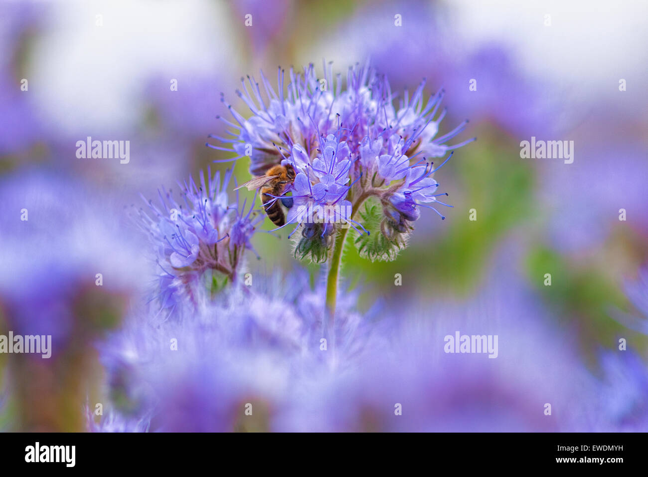 Phacelia bee hi-res stock photography and images - Alamy