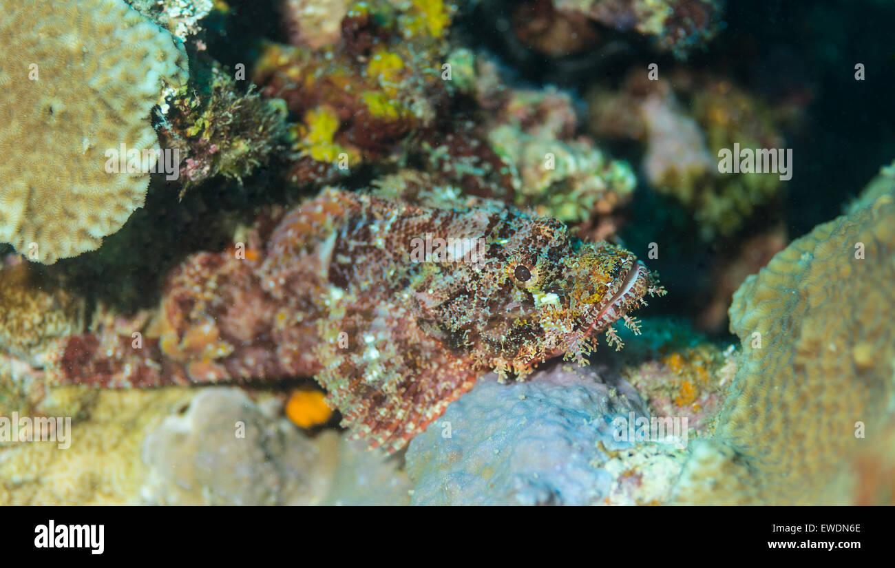 Scorpionfish invisibly camouflaged in its background Stock Photo - Alamy