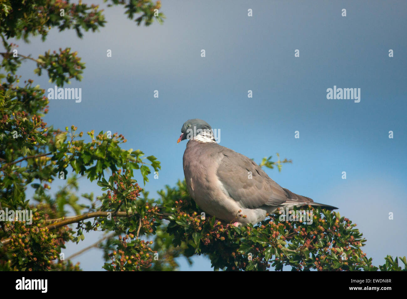 Avian rest hi-res stock photography and images - Alamy