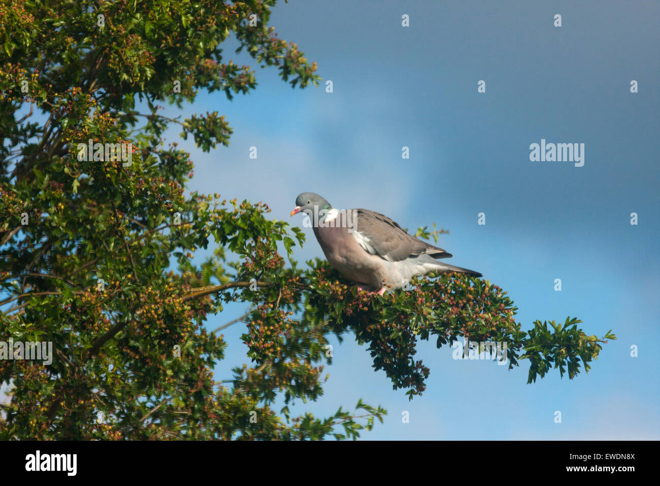 Avian rest hi-res stock photography and images - Alamy