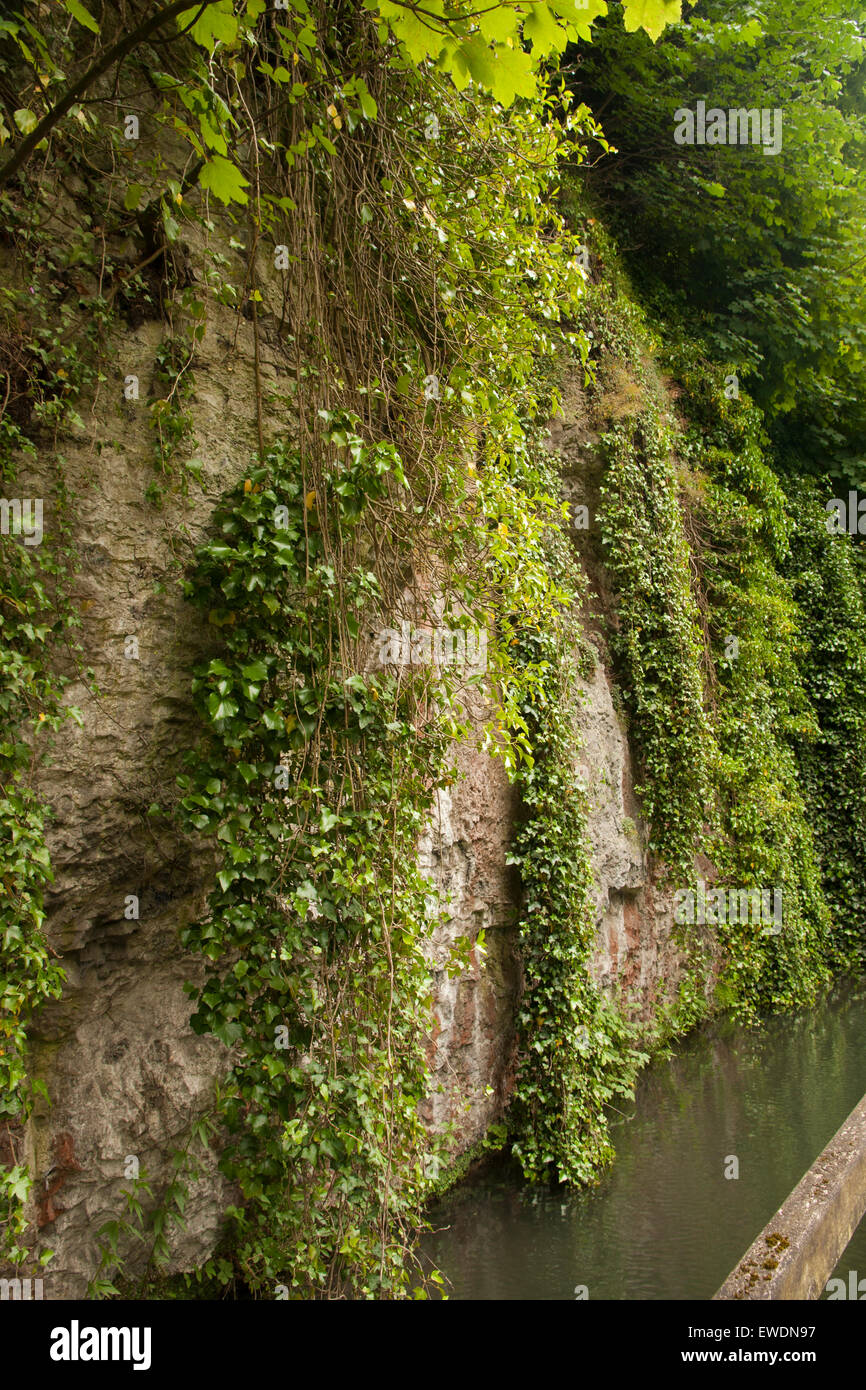 Ivy cascading down a cliff face Stock Photo - Alamy