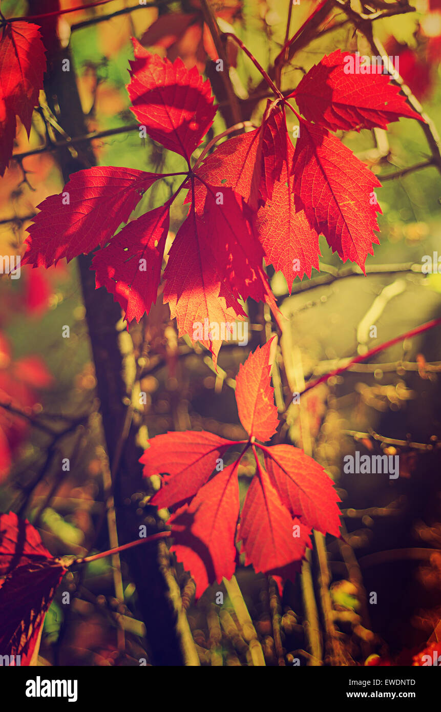 Wild grape red leaves Stock Photo - Alamy
