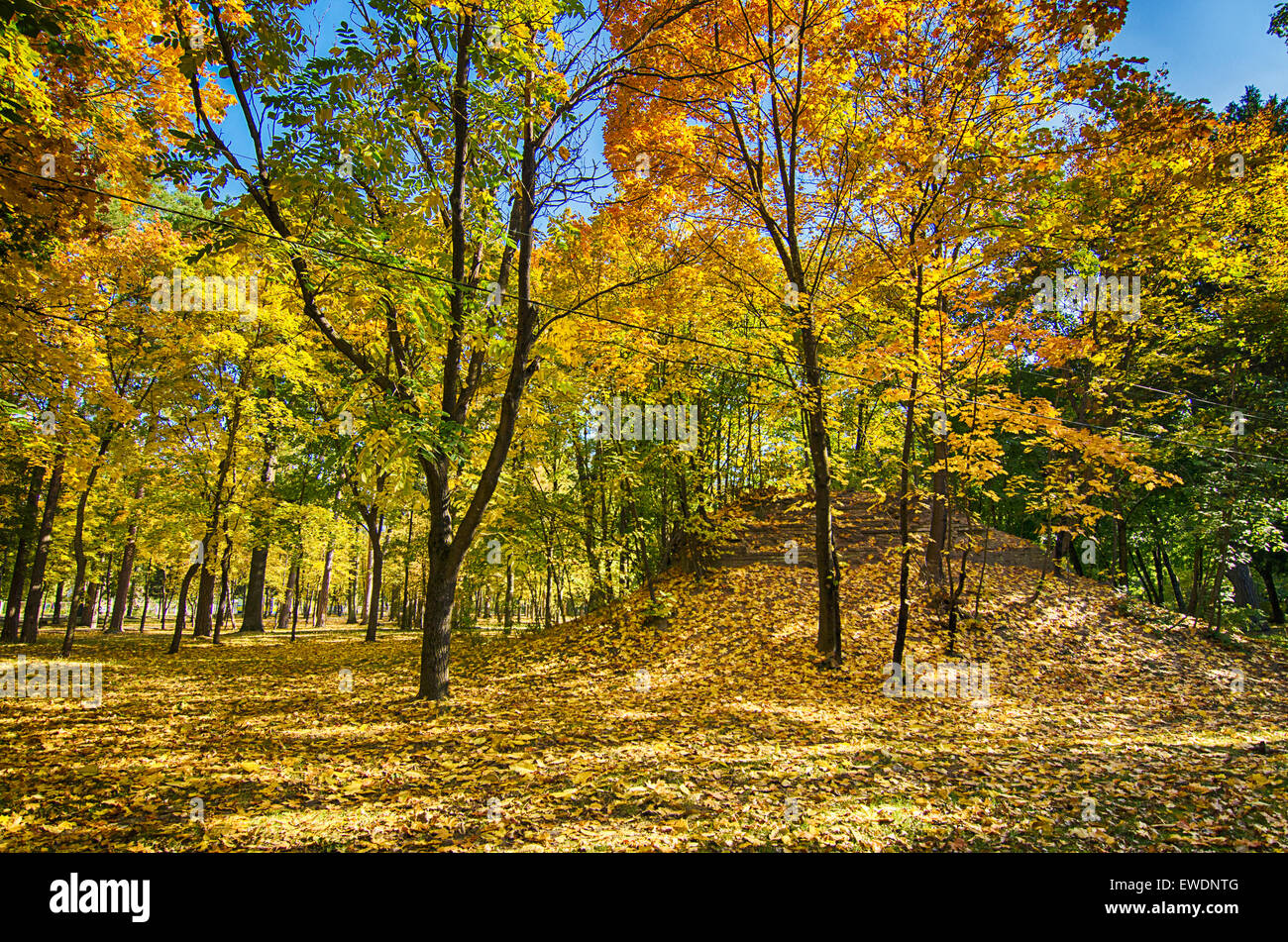 Autumn sunny park Stock Photo - Alamy