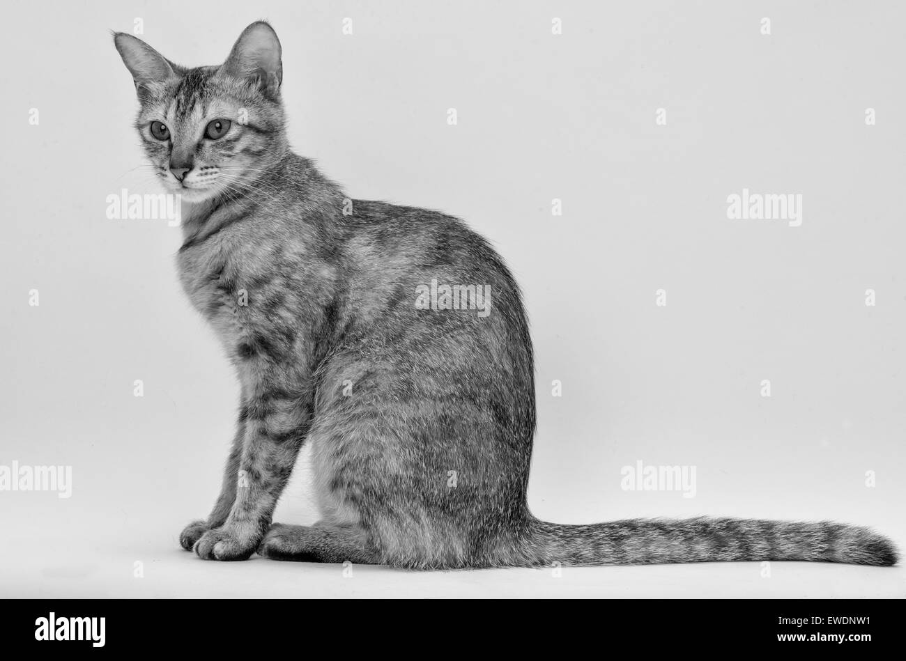 This image shows a Iggy, a 7 month old cat, against a white background ...
