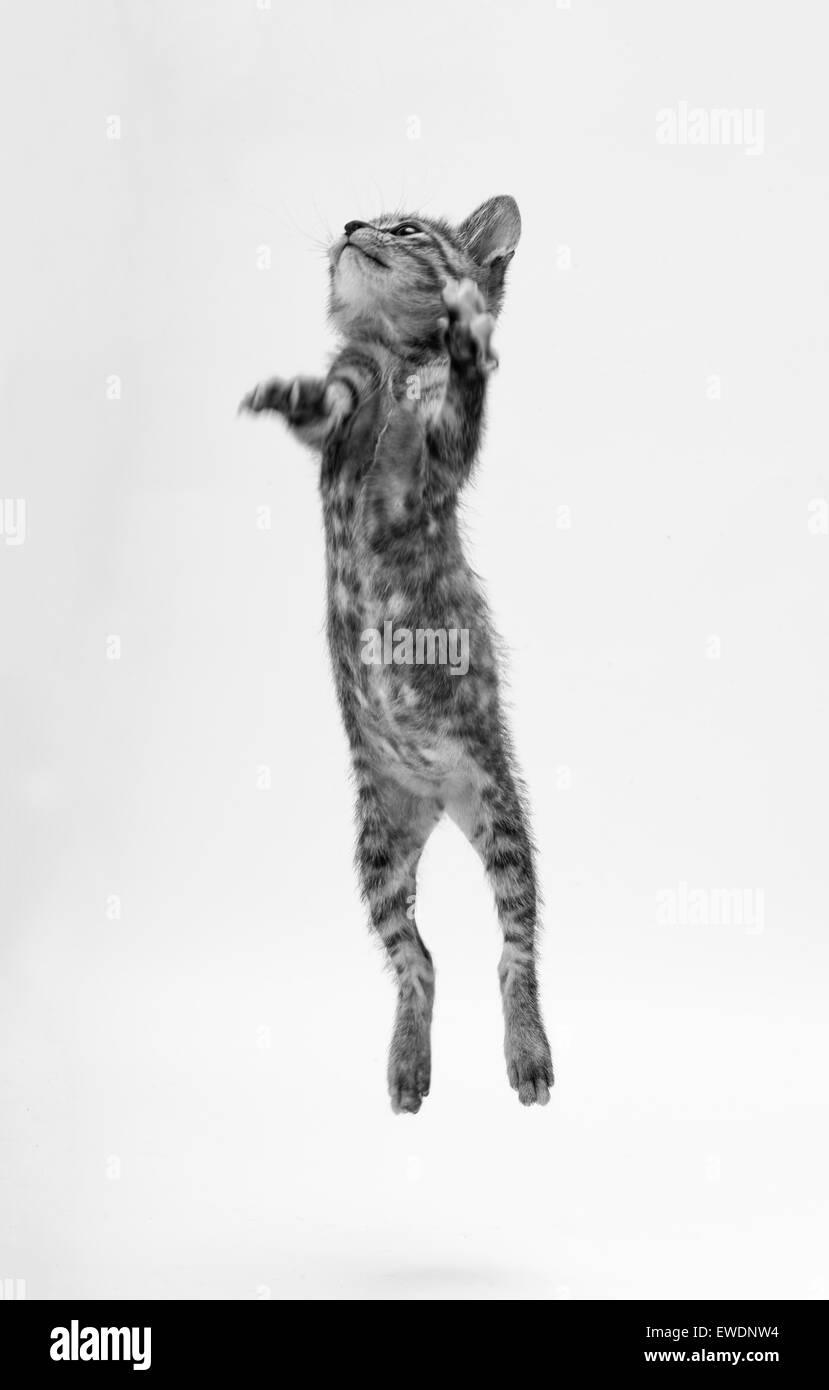 Jumping big cat Black and White Stock Photos & Images - Alamy