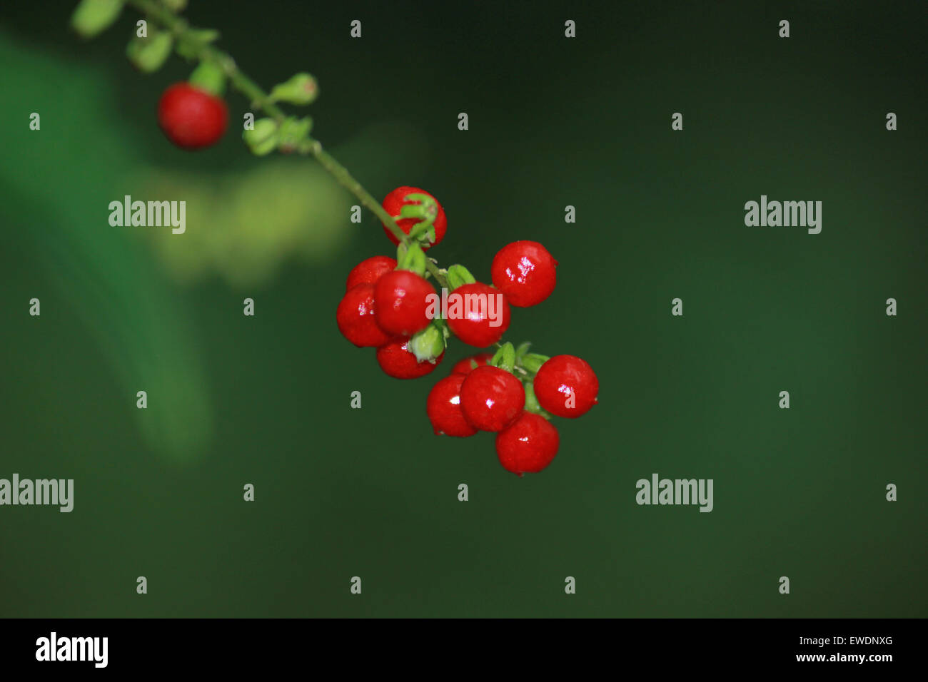 Red currant or Ribes rubrum of gooseberry family Stock Photo - Alamy