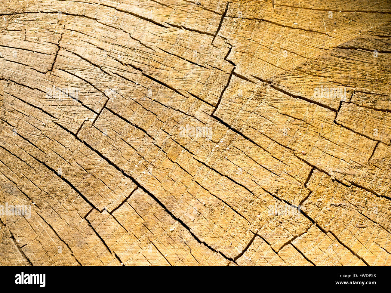 Striking wood texture and cracked rings of a tree trunk Stock Photo - Alamy