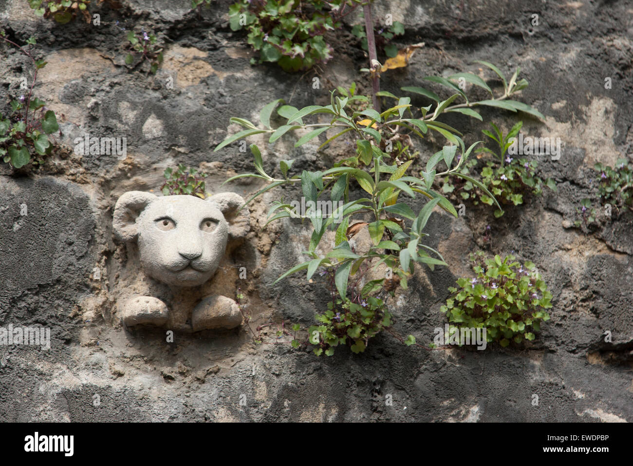 Statue of an animal head carved in Bath Stone in the wall at Walcot ...