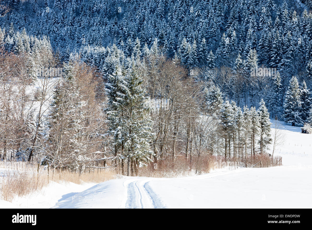 Snow covered trees and road, Alps Stock Photo - Alamy