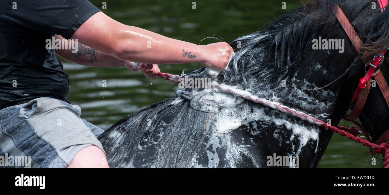 Close up of Horses being washed / ridden in the River Eden in Appleby ...