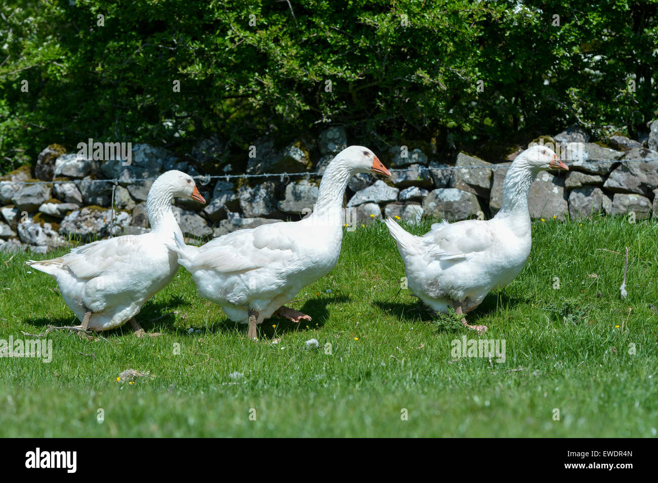 Free range geese in pasture on farm, Cumbria, UK Stock Photo - Alamy