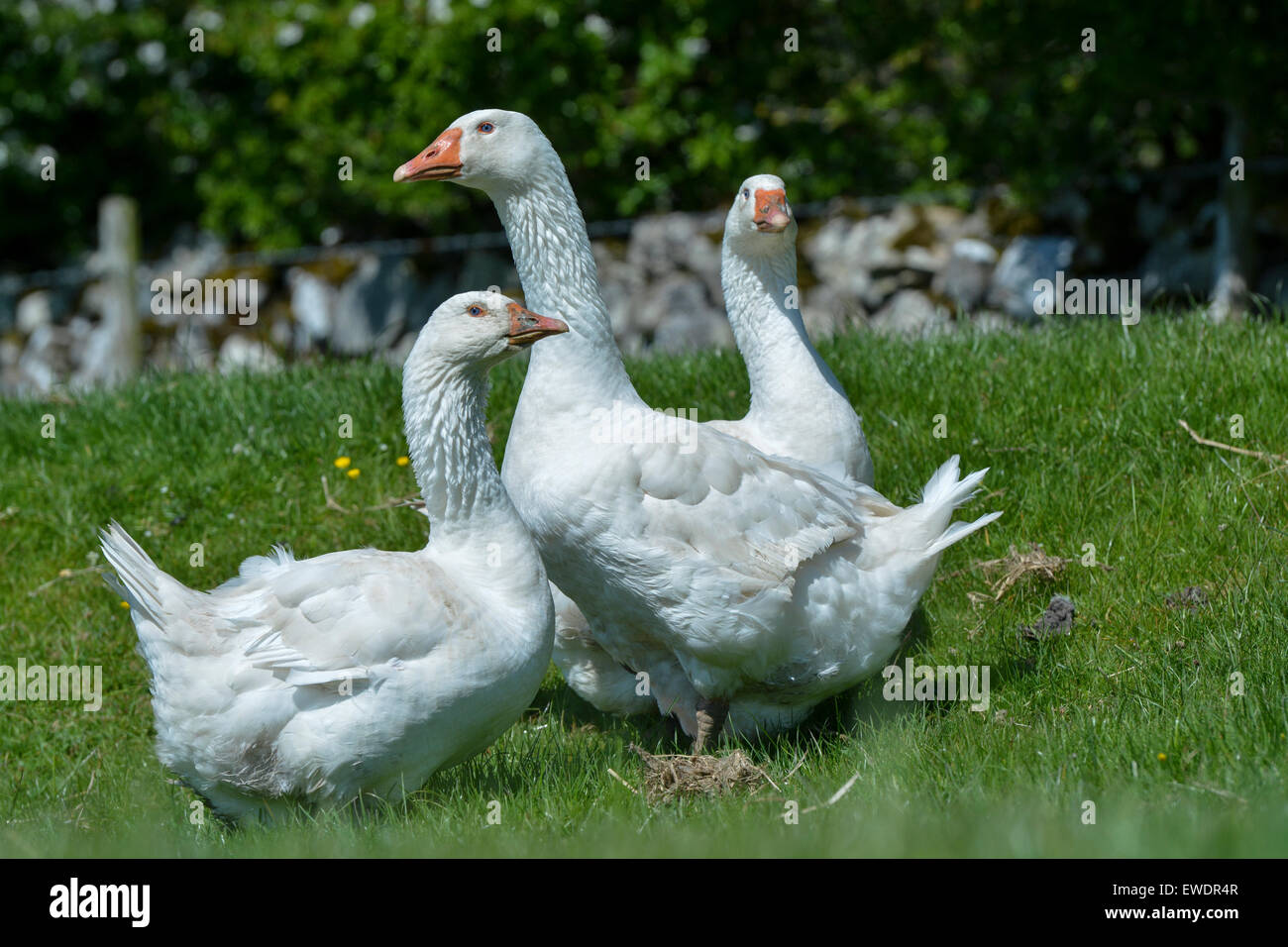 Free range geese in pasture on farm, Cumbria, UK Stock Photo - Alamy