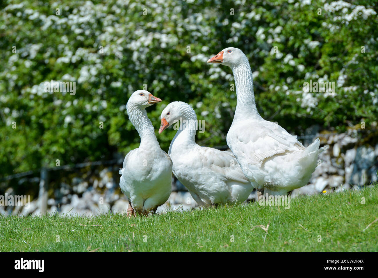 Free range geese hi-res stock photography and images - Alamy