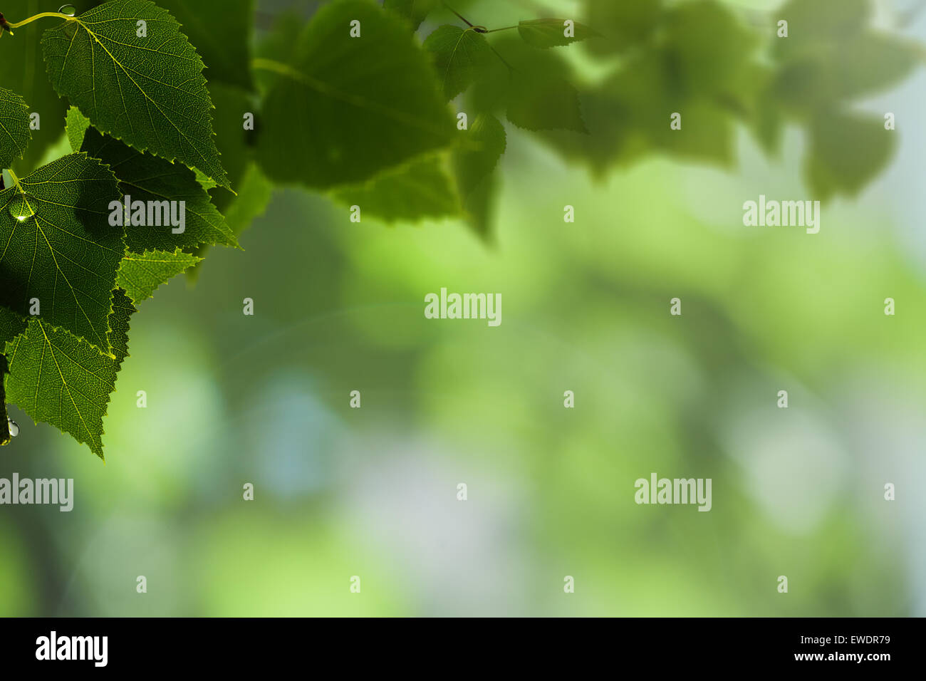 Birch foliage and sun hi-res stock photography and images - Alamy