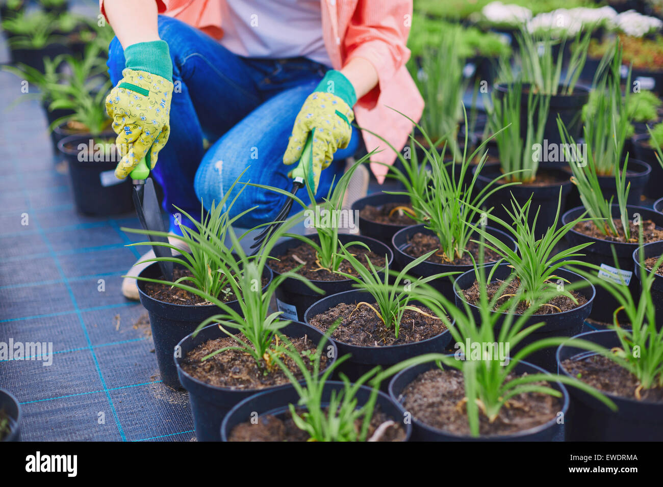 Female in gloves replanting seedlings Stock Photo - Alamy
