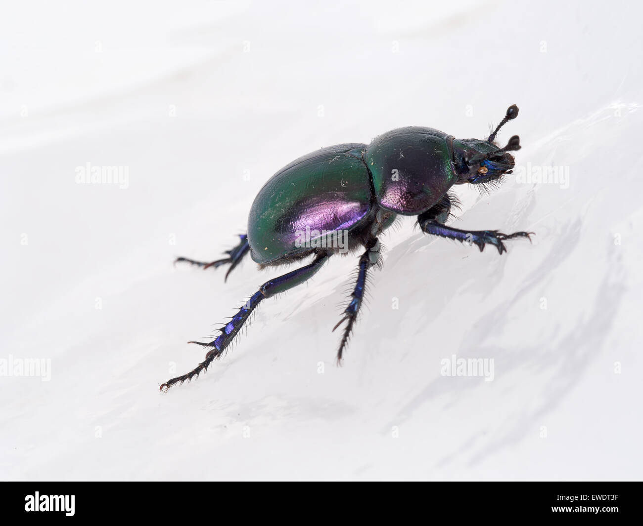 Earth boring dung beetle hi-res stock photography and images - Alamy