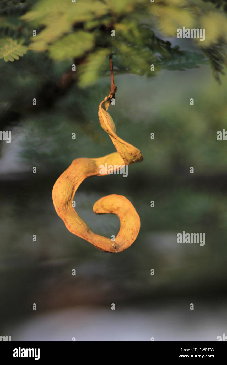 Pithecellobium hi-res stock photography and images - Alamy