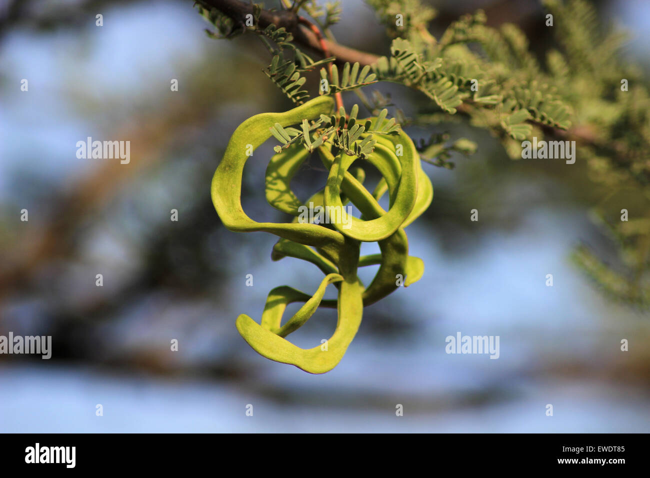 Pithecellobium hi-res stock photography and images - Alamy