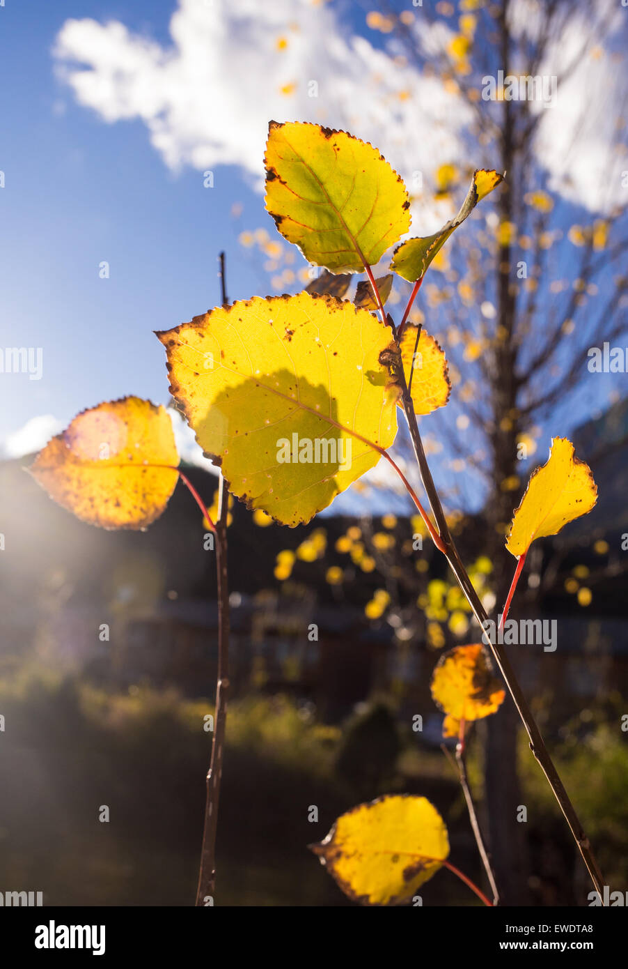 Autumn yellow leaves Stock Photo - Alamy