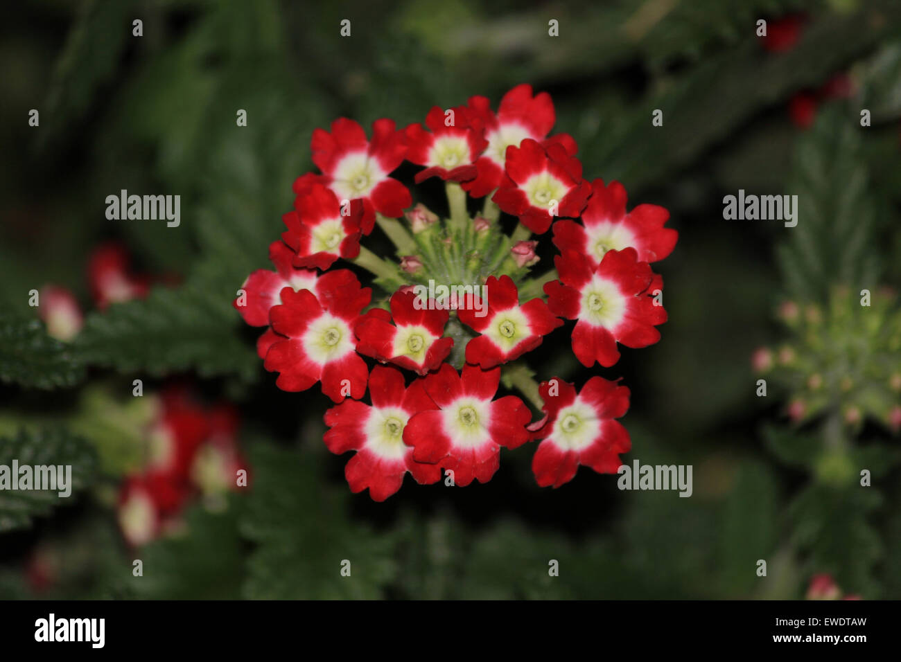 Close up of Verbena, Verbena officinalis, Pune Stock Photo - Alamy