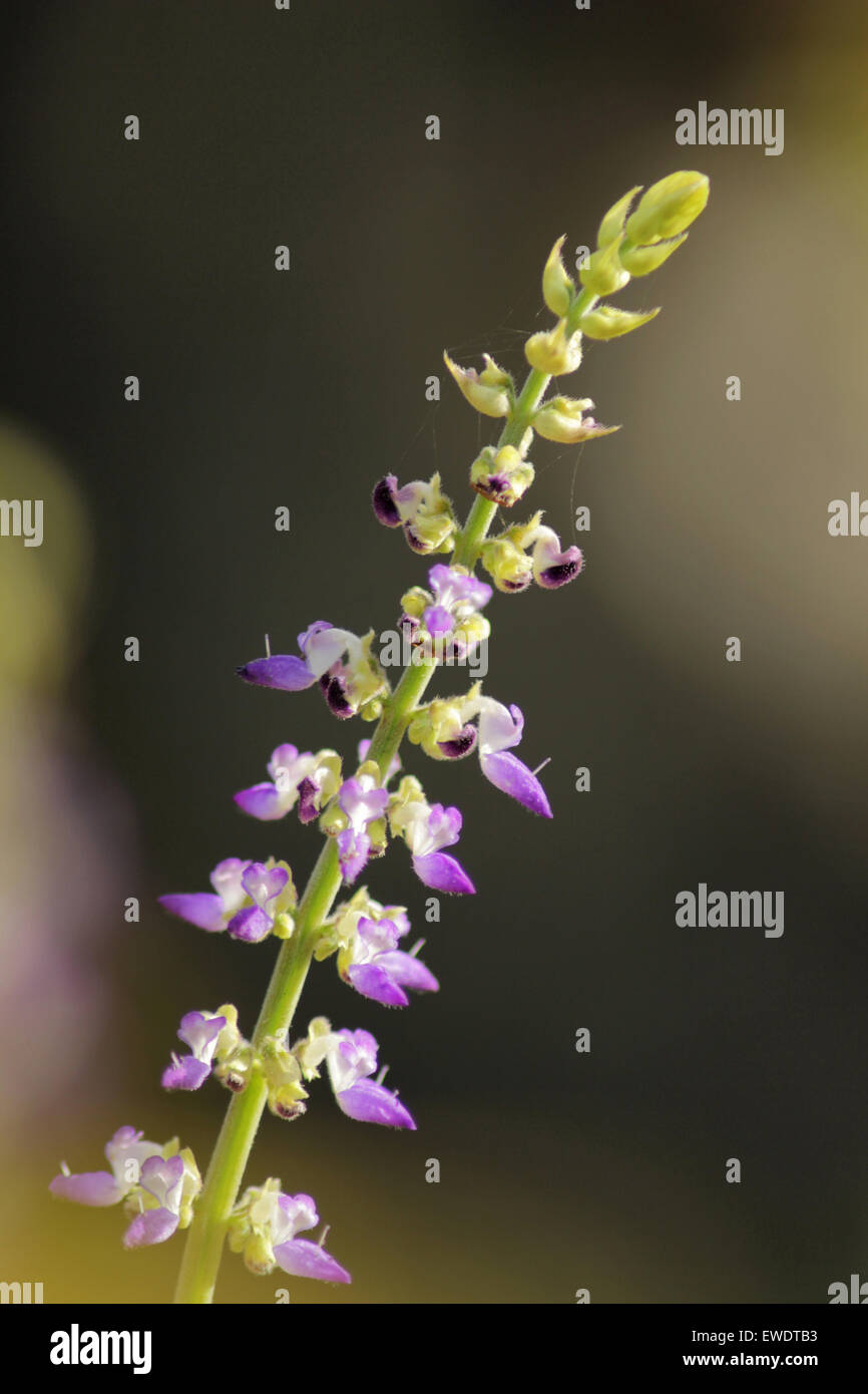 Soft stem hi-res stock photography and images - Alamy