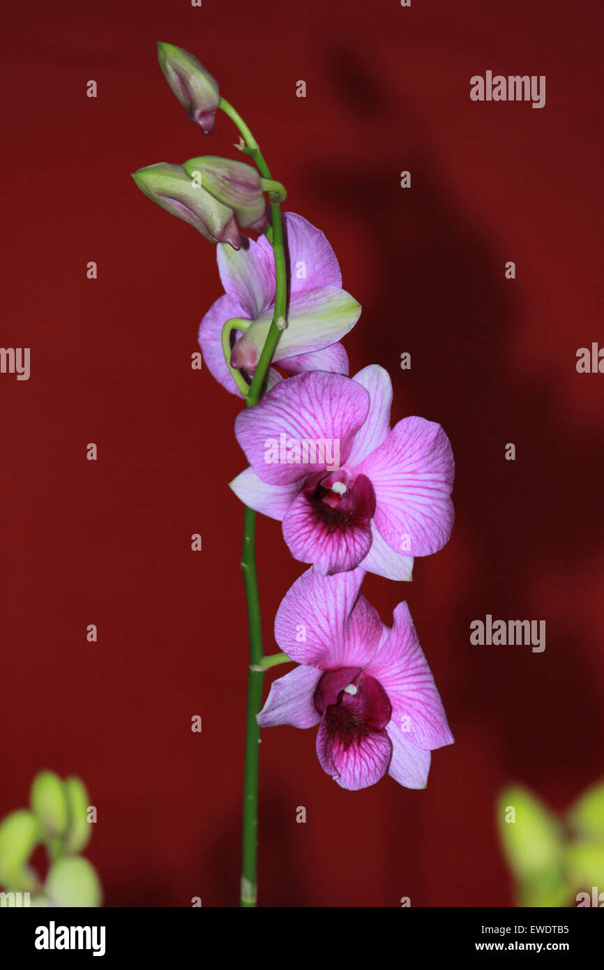 Close up of Bamboo Orchid or Arundina graminifoli Flower, Pune Stock ...