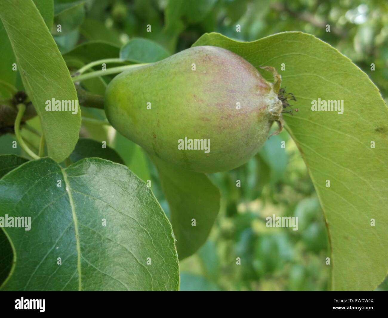 Pear On The Tree Stock Photo - Alamy