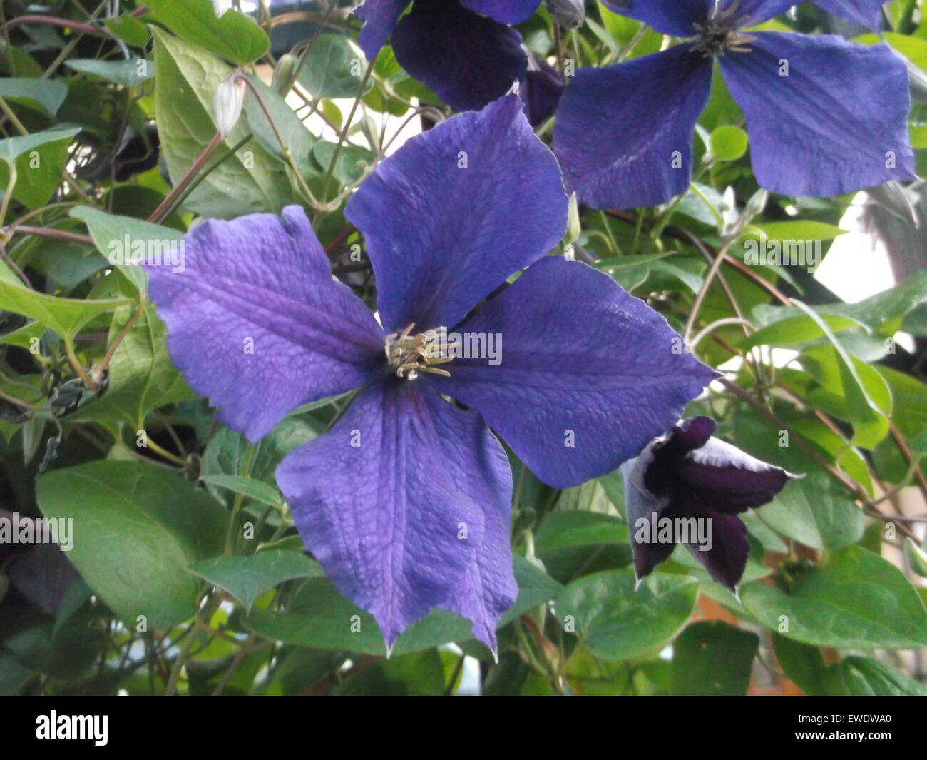 Clematis - Violet Flowers Stock Photo - Alamy