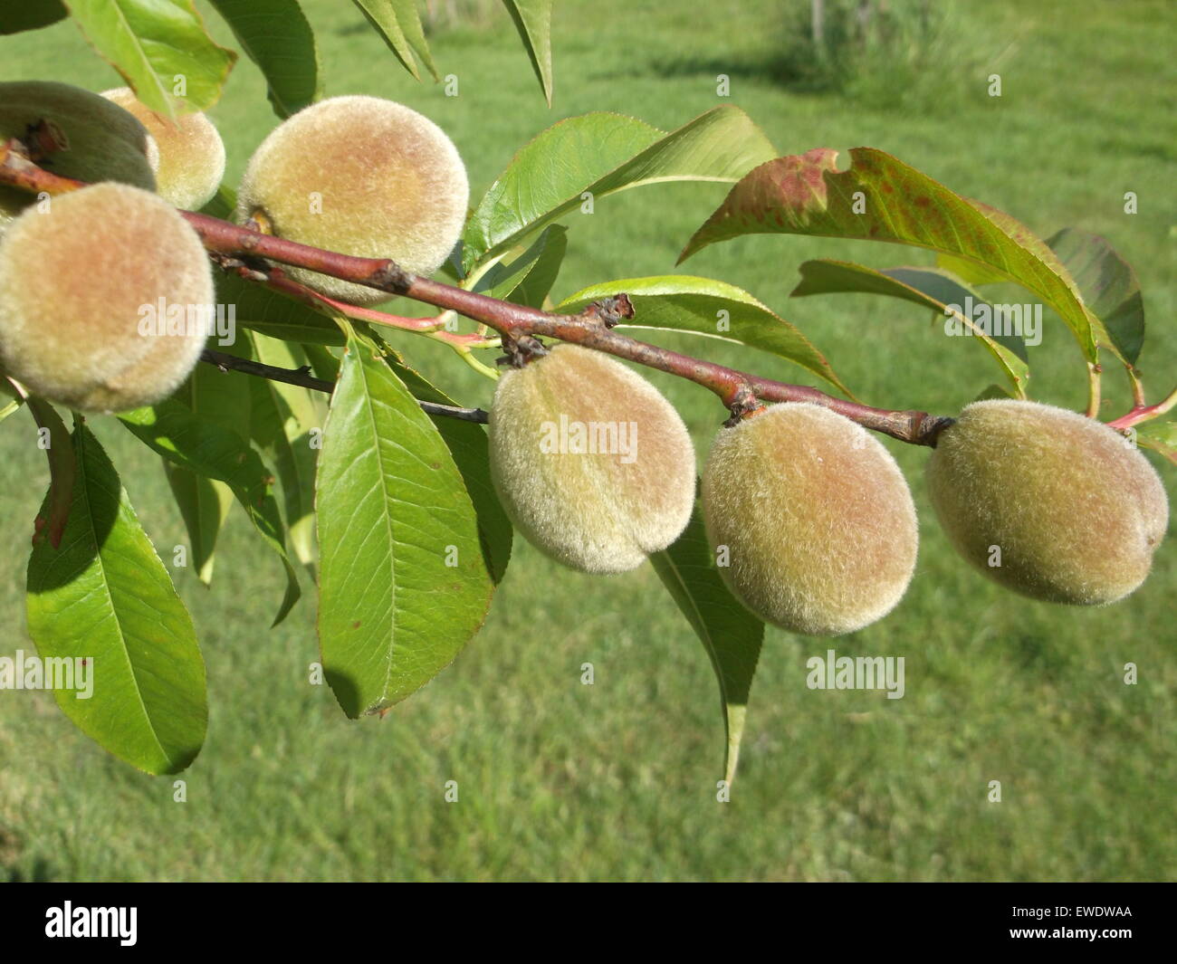 Green and peach hi-res stock photography and images - Alamy